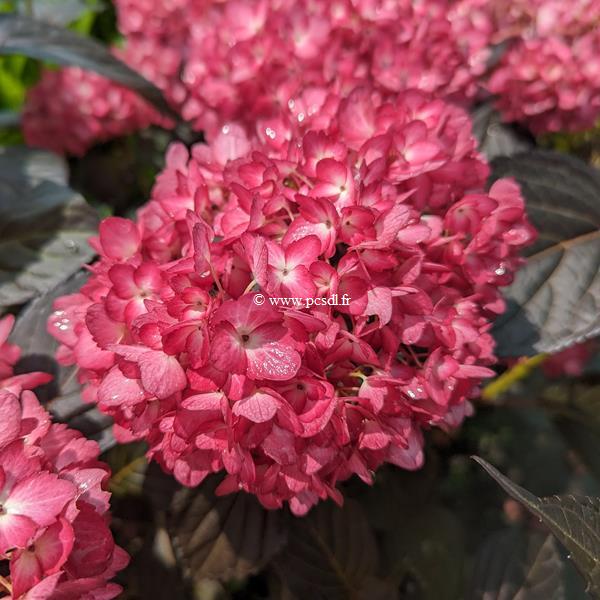 Hydrangea macrophylla 'Eclipse' ® C4L 20/40 - Tous les Hydrangea ...