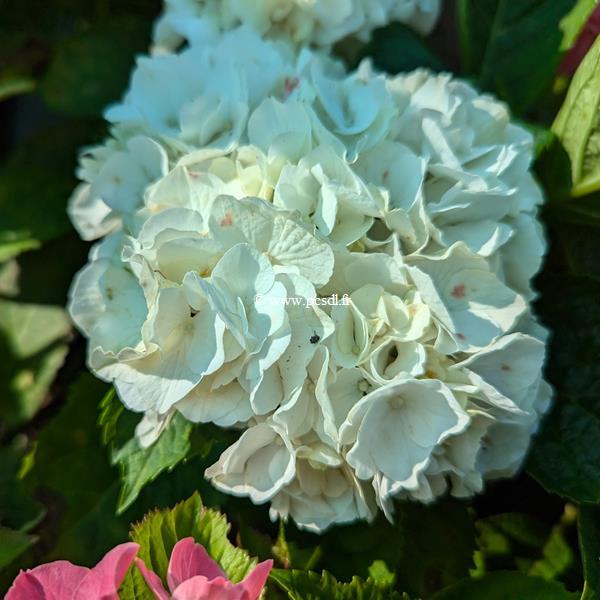 Hydrangea macrophylla 'Bride' ® C4L 20/40 - Tous les Hydrangea ...