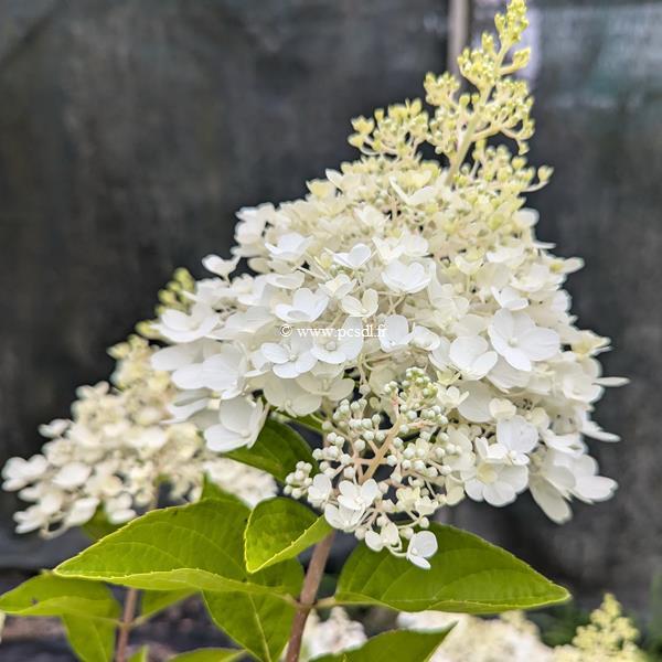 Hydrangea paniculata 'Living Pinky Promise' ® C4L 40/60 - Tous les ...