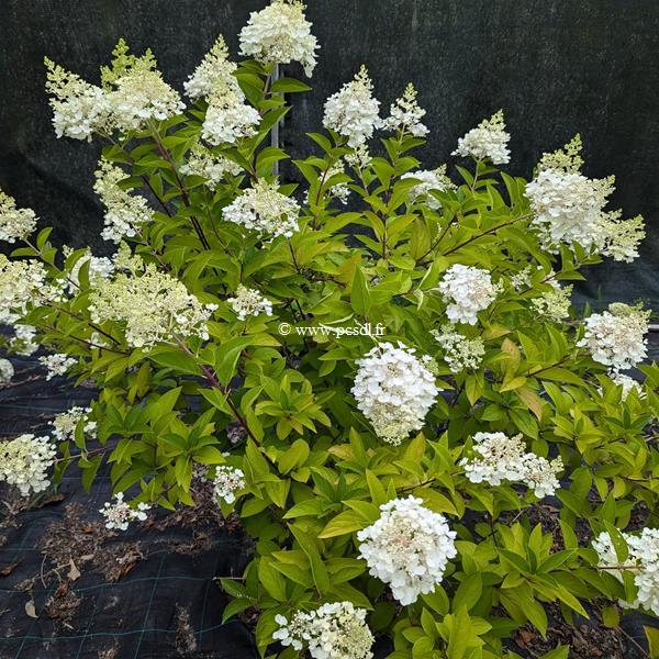 Hydrangea paniculata 'Living Pinky Promise' ® C4L 40/60 - Tous les ...