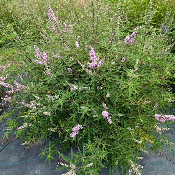 Vitex agnus-castus 'Pink Pinnacle' ® C4L 40/60 - Tous les arbustes ...