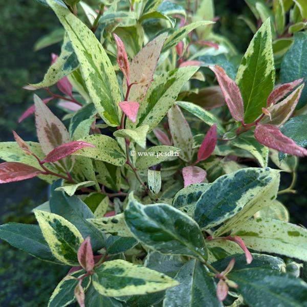 Leucothoë fontanesiana 'Makijaz' ® C3L 20/30 - Tous les arbustes ...