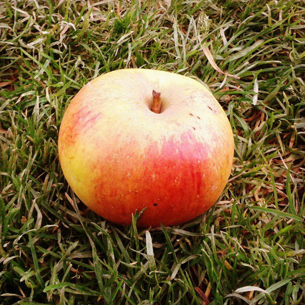 Pommier 'Reinette de France' C10L 1/2 tige 6/8 - Tous les arbres ...