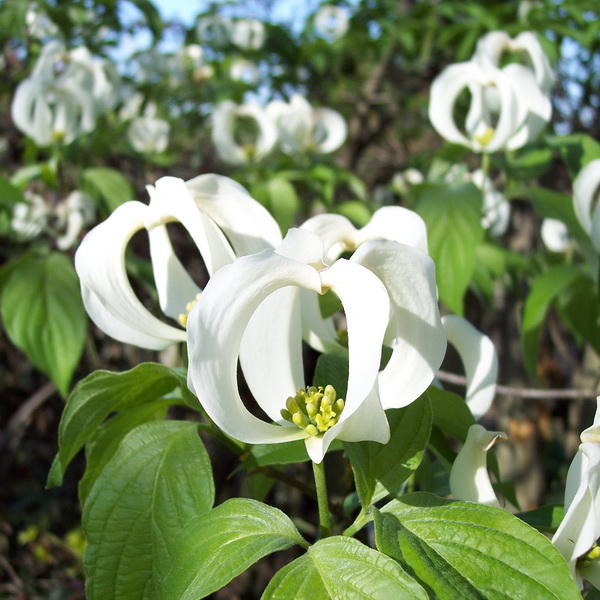 Cornus florida ssp. urbiniana C4L 80/100 - Tous les arbres - Pépinières ...