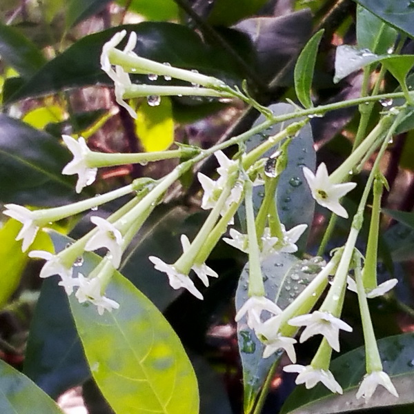 Cestrum nocturnum C4L 30/40 - Tous les arbustes - Pépinières côte sud ...