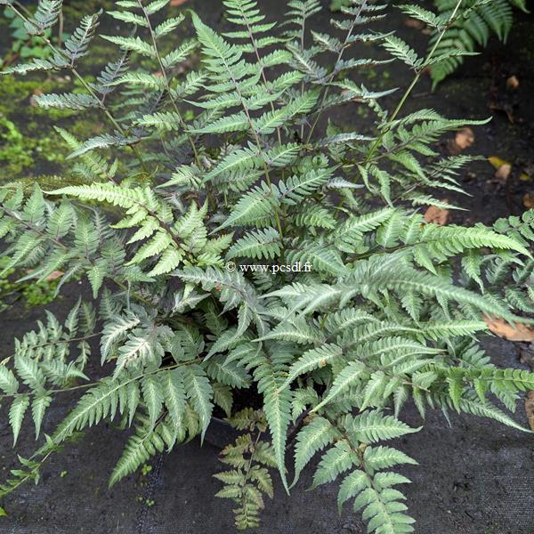 Fougère Athyrium niponicum f. metallicum C3L - Toutes les vivaces ...