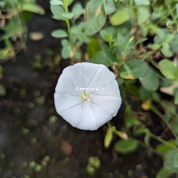 Convolvulus sabiatus 'Manati White' ® C3L - Toutes les vivaces ...