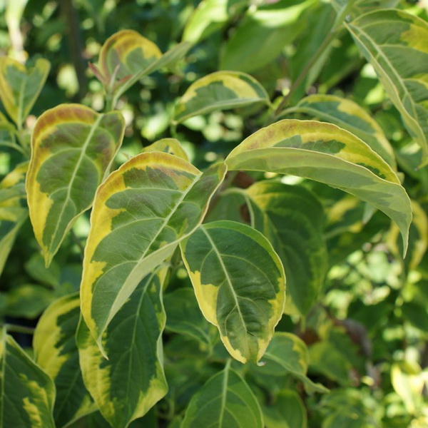Cornus x rutgersensis 'Celestial Shadow' C4L 125/150 - Tous les arbres ...