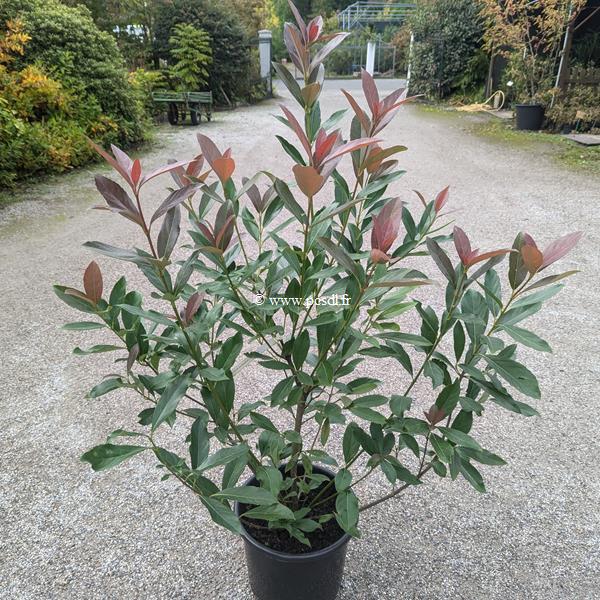 Viburnum odoratissimum 'Coppertop' ® C70L 150/175 - Tous les arbustes ...