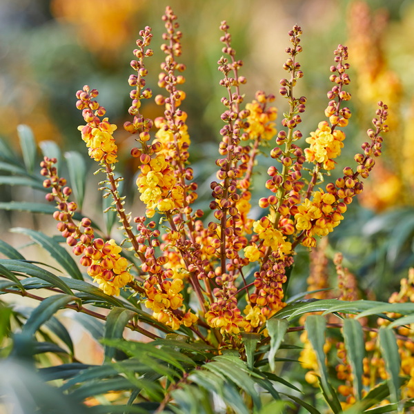 Mahonia eurybracteata 'Volcano' ® C4L 20/30 - Tous les arbustes ...