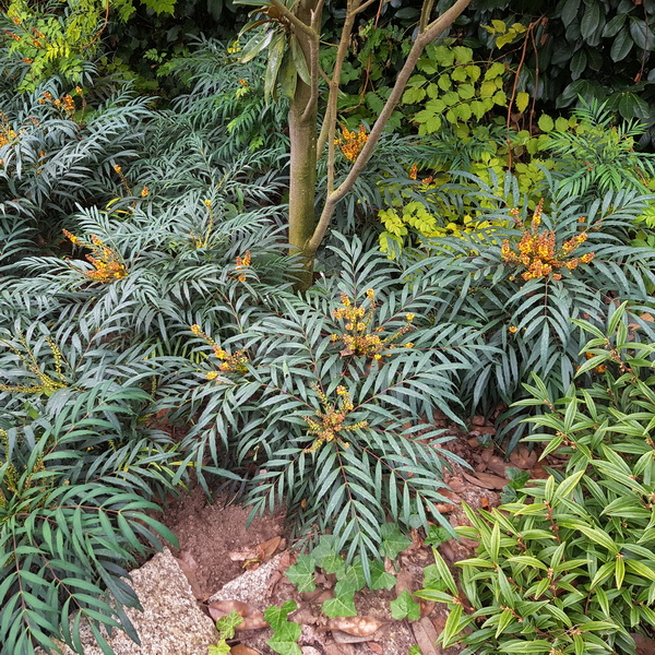 Mahonia eurybracteata 'Volcano' ® C4L 20/30 - Tous les arbustes ...