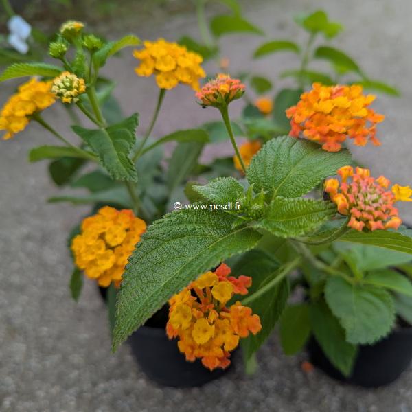 Lantana camara 'Simon Oange' C3L - Tous les arbustes - Pépinières côte ...