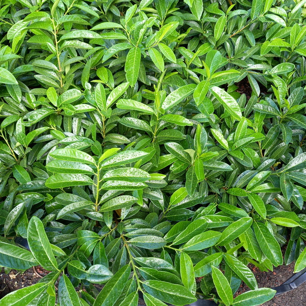 Prunus laurocerasus C35L 150/175 - Tous les arbustes - Pépinières côte ...