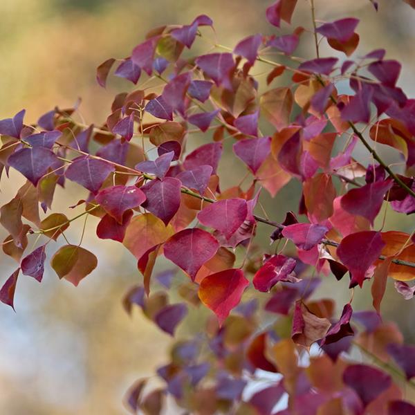 Neoshirakia sebiferum C4L 60/80 - Tous les arbres - pcsdl