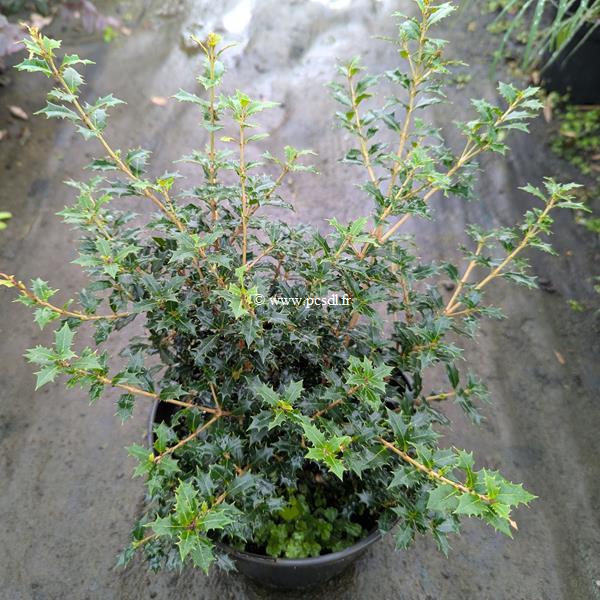 Osmanthus heterophyllus 'Perfumed Princess' ® C4L 20/30 - Tous les ...