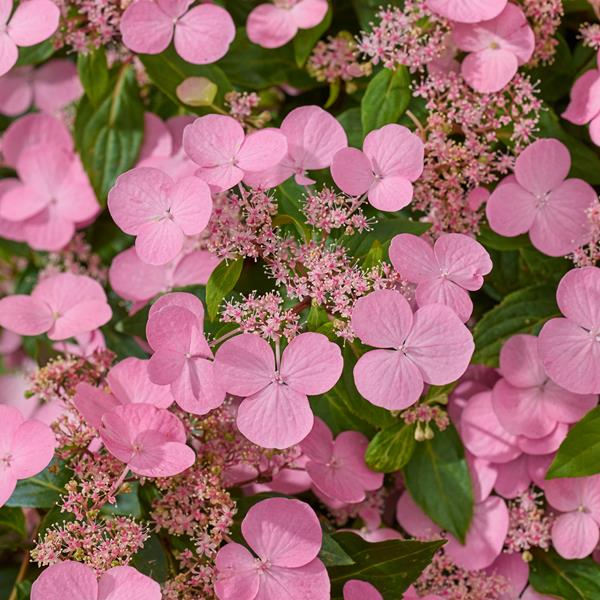 Hydrangea scandens 'First Love' ® C4L 30/40 - Tous les Hydrangea ...