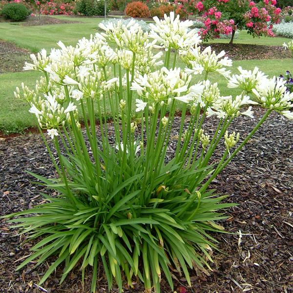 Plantes vivaces spécialités - Agapanthus - Pépinières côte sud des landes