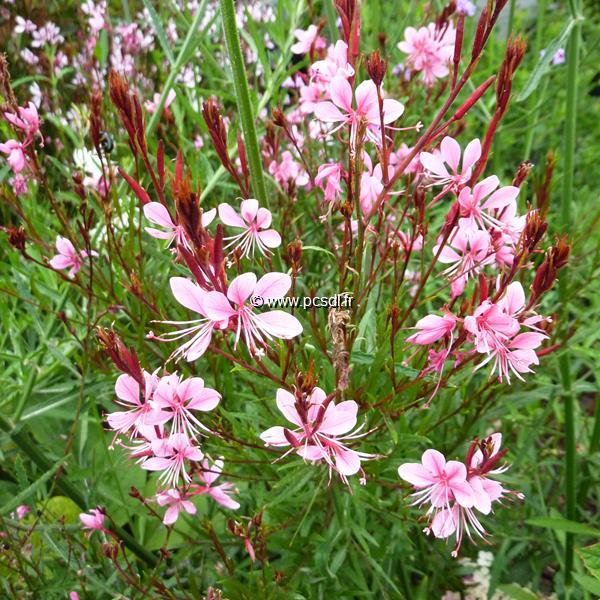 Gaura lindheimeri 'Rose' C3L - Toutes les vivaces - Pépinières côte sud ...