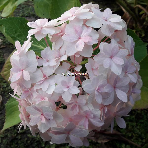 Hydrangea macrophylla (you&me) 'Princess Diana' ® C4L 20/40 - Tous les ...