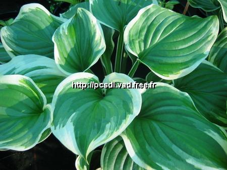 Hosta 'Fragrant Dream' C3L - Toutes les vivaces - Pépinières côte sud ...