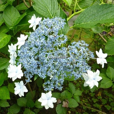 Hydrangea macrophylla 'Hanabi' C4L 20/40 - Tous les Hydrangea ...