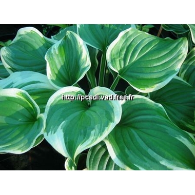 Hosta 'Fragrant Dream' C3L - Toutes les vivaces - Pépinières côte sud ...