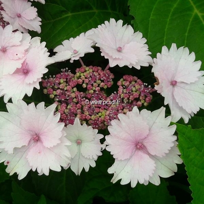 Hydrangea macrophylla 'Koria' ® C4L 20/40 - Tous les Hydrangea ...
