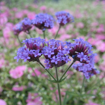 pcsdl.fr | hortensia et plantes remarquables