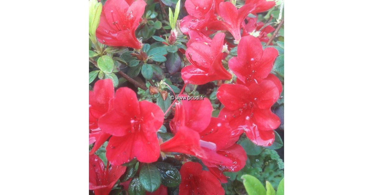 Rhododendron (azalée persistante) 'Ward Ruby' - Tous les arbustes ...