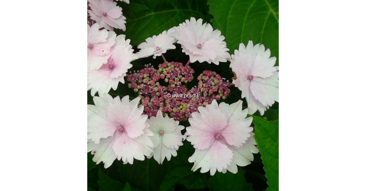 Hydrangea macrophylla 'Koria' ® C4L 20/40 - Tous les Hydrangea ...