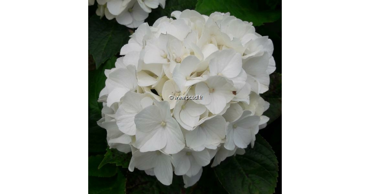 Hydrangea macrophylla 'Pearl' C4L 20/40 - Tous les Hydrangea ...