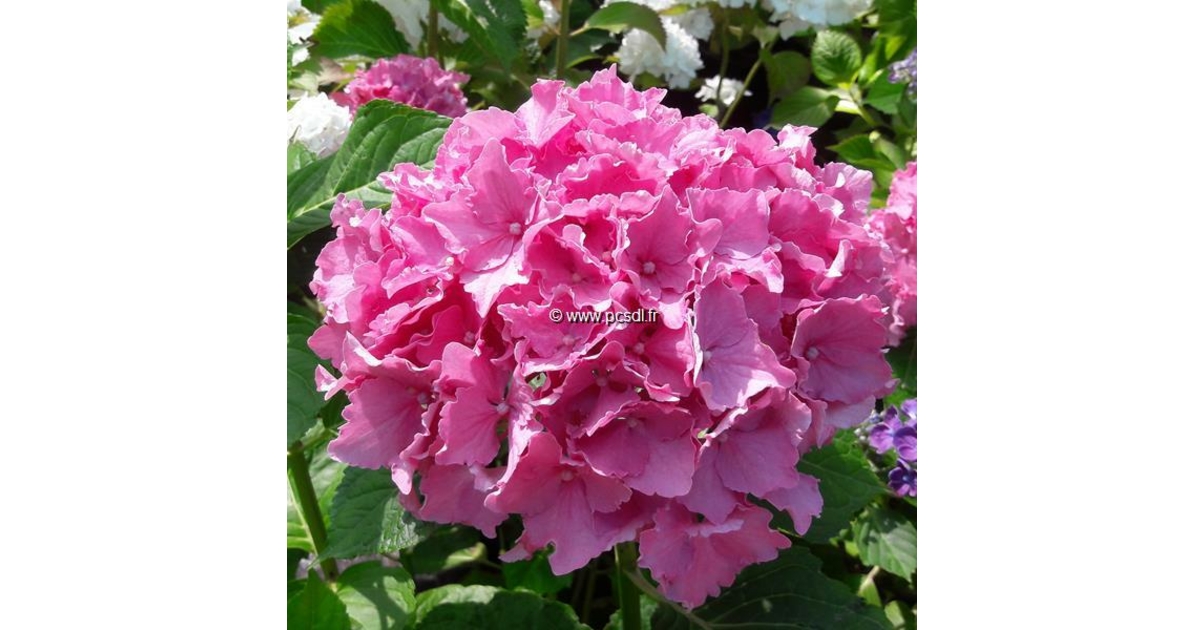 Hydrangea macrophylla (beautensia) 'Spike' ® C4L 60/80 - Tous les ...