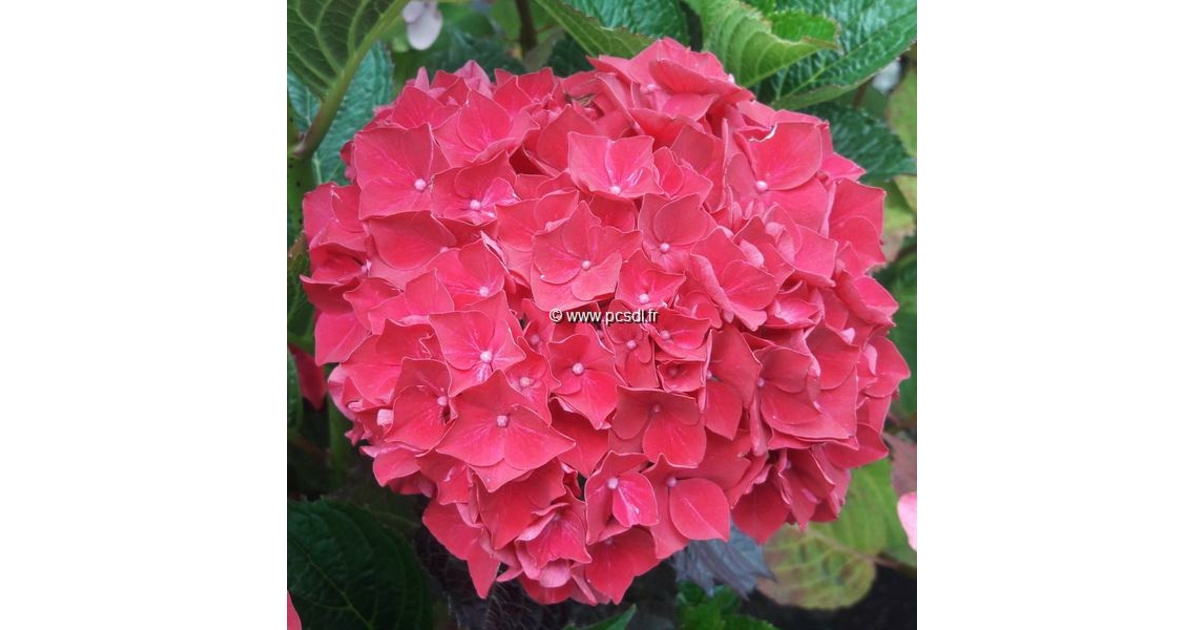 Hydrangea macrophylla 'Julisa' ® C4L 20/40 - Tous les Hydrangea ...