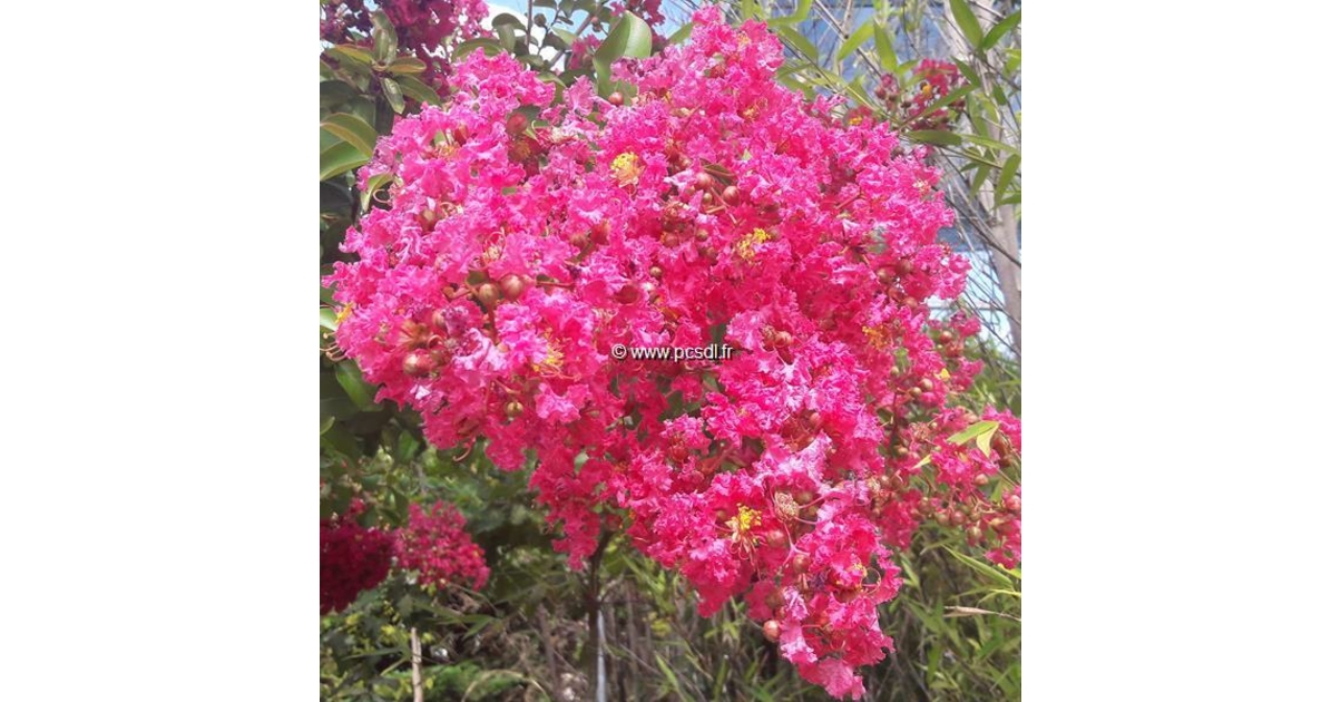 Lagerstroemia indica 'Rose Indien' C4L 60/80 - Tous les arbres ...