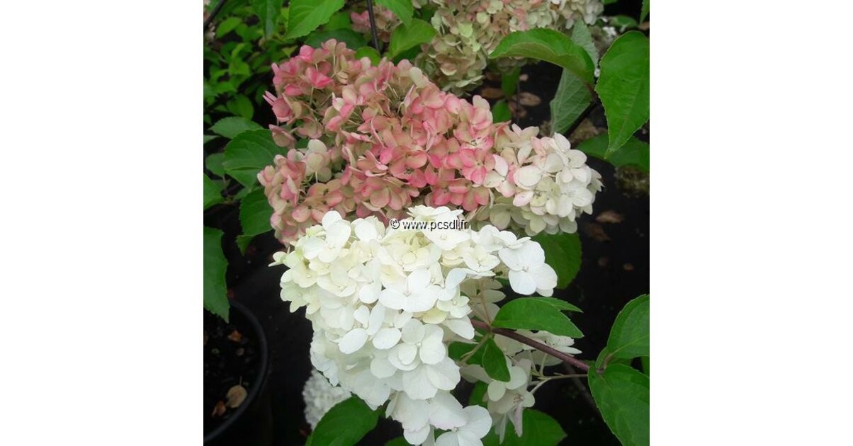 Hydrangea paniculata 'Fraise Melba' ® C15L 60/80 - Tous les Hydrangea ...