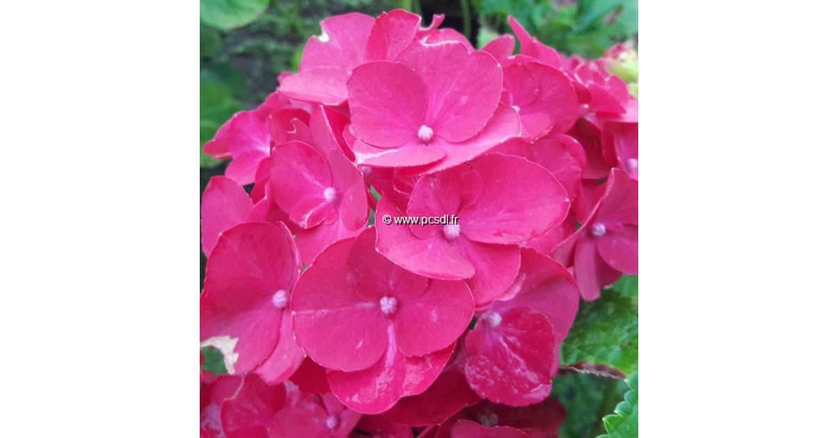 Hydrangea macrophylla 'Fireworks' ® C4L 20/40 - Tous les Hydrangea ...