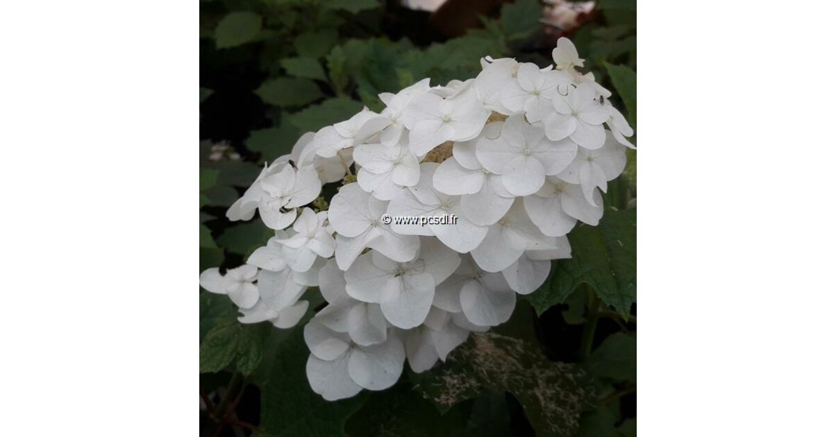 Hydrangea quercifolia 'Ruby Slippers' - Tous les Hydrangea - Pépinières ...
