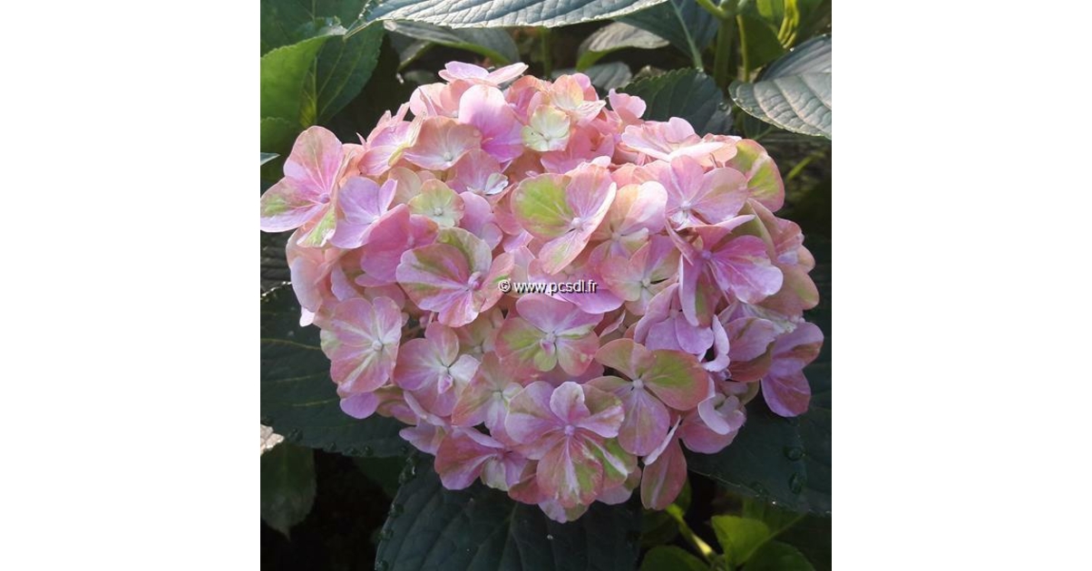 Hydrangea macrophylla 'Valvert' ® C4L 20/40 - Tous les Hydrangea ...