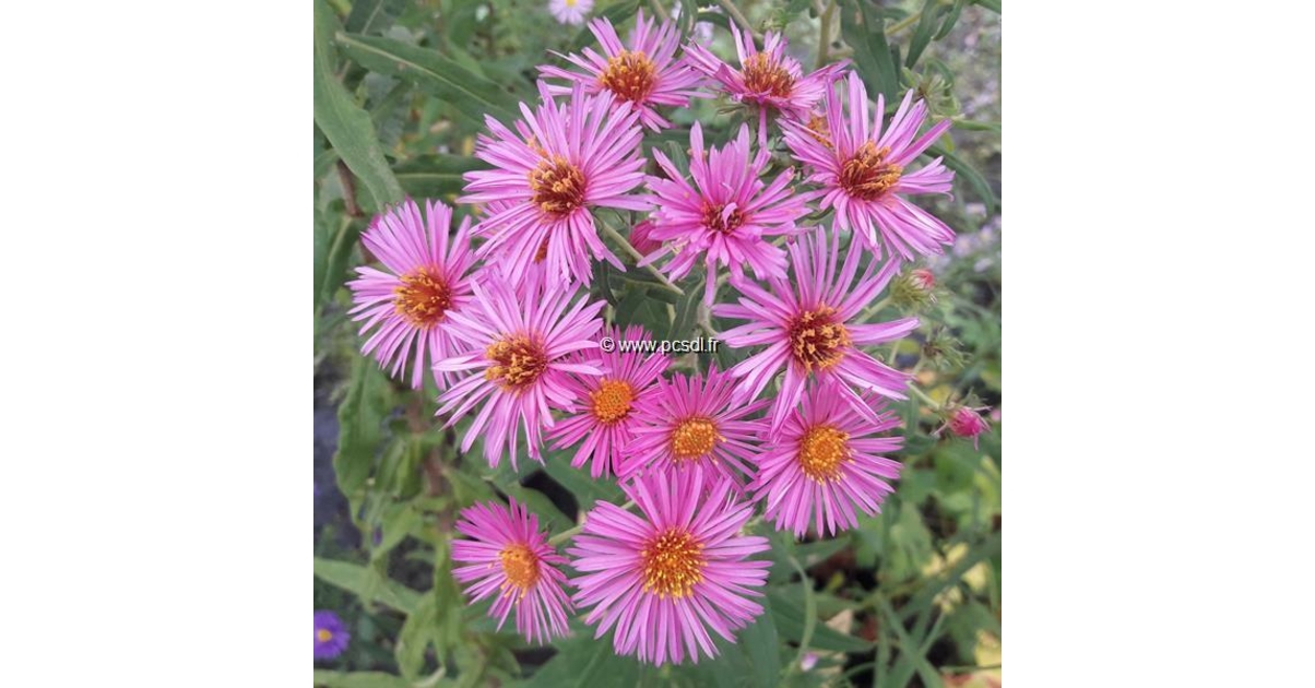 Aster 'Septemberrubin' C3L - Toutes les vivaces - Pépinières côte sud ...