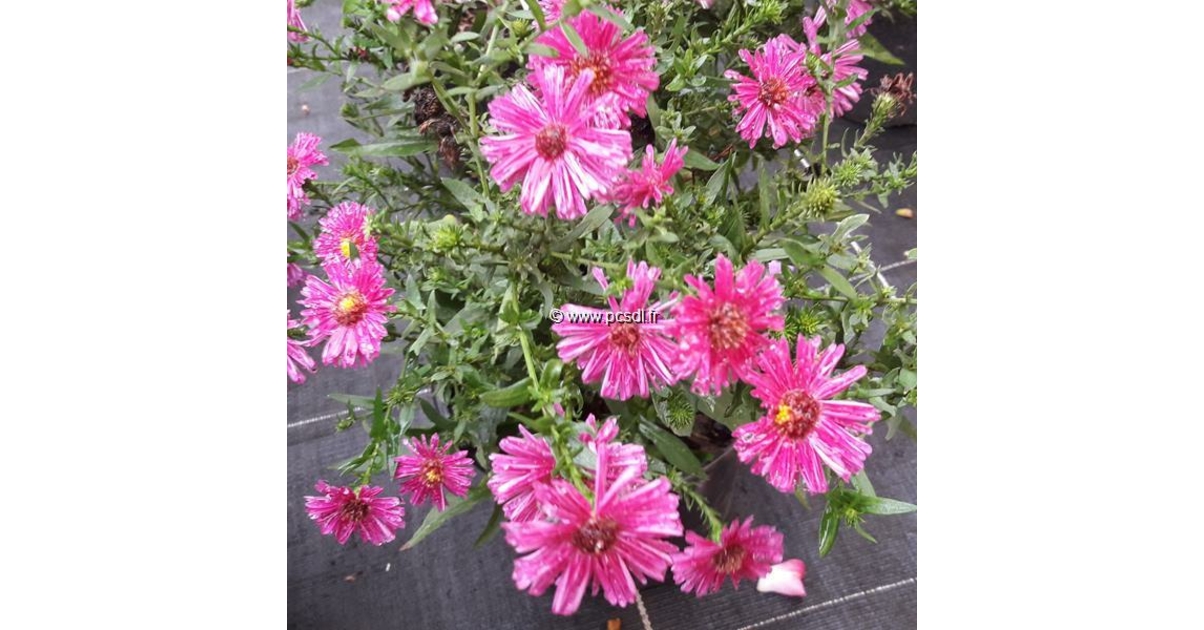 Aster 'Red Sunset' C3L - Toutes les vivaces - Pépinières côte sud des ...