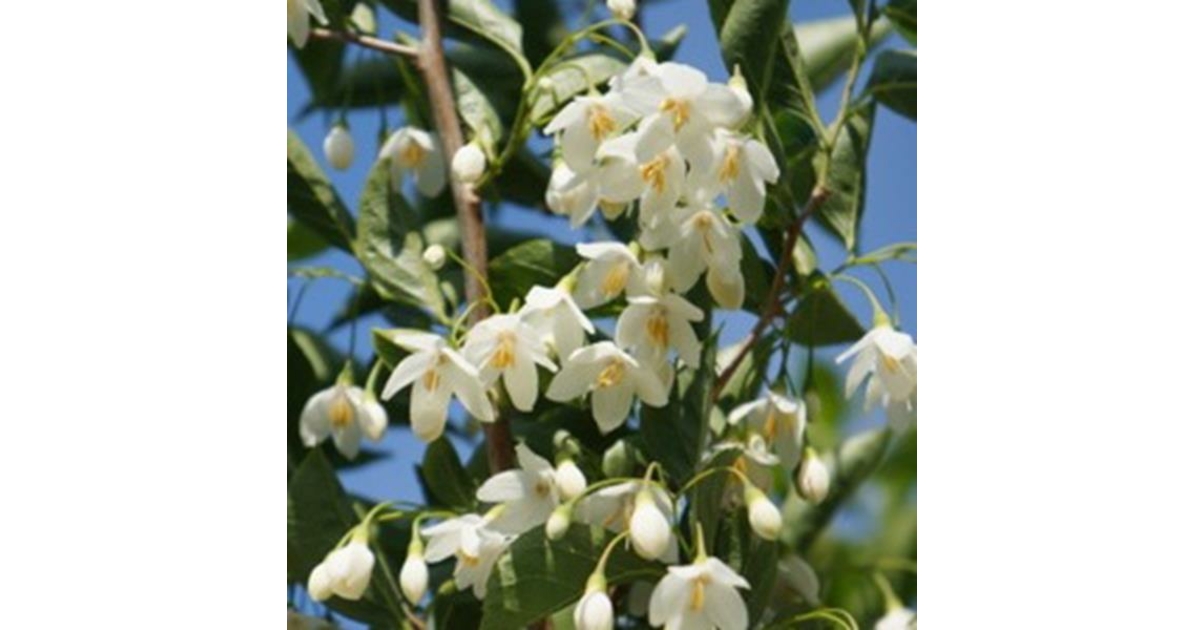 Styrax japonicus 'June Snow' ® - Tous les arbres - Pépinières côte sud ...