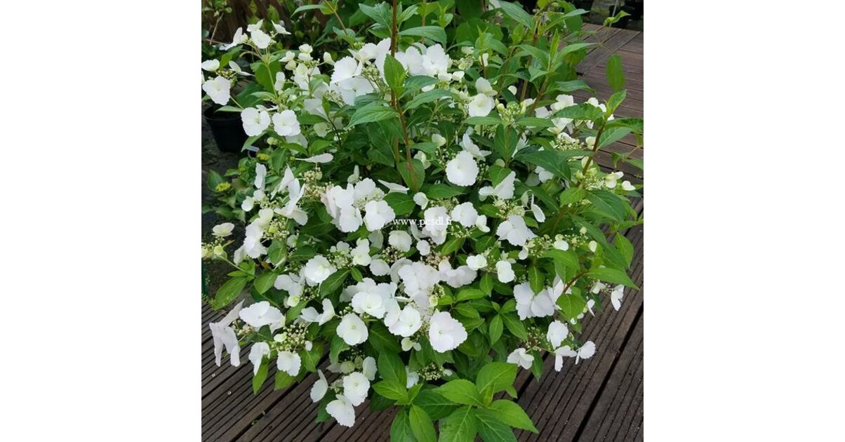 Hydrangea 'Runaway Bride ® Snow White' C4L 30/40 - Tous les Hydrangea ...