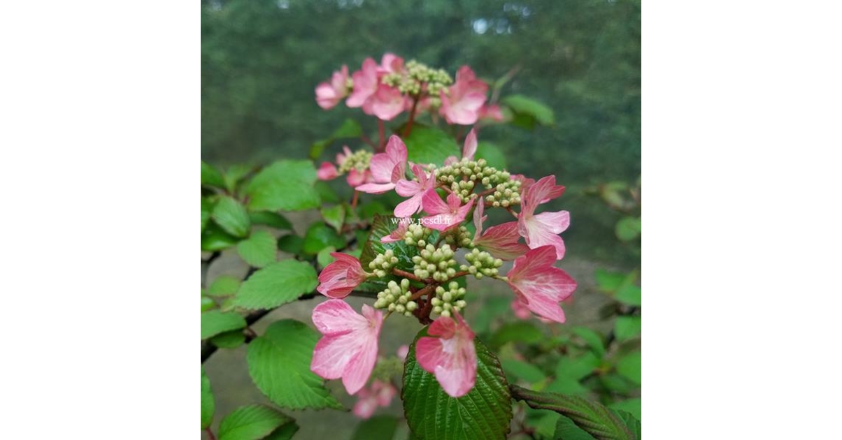 Viburnum plicatum 'Molly Shroeder' - Tous les arbustes - Pépinières ...
