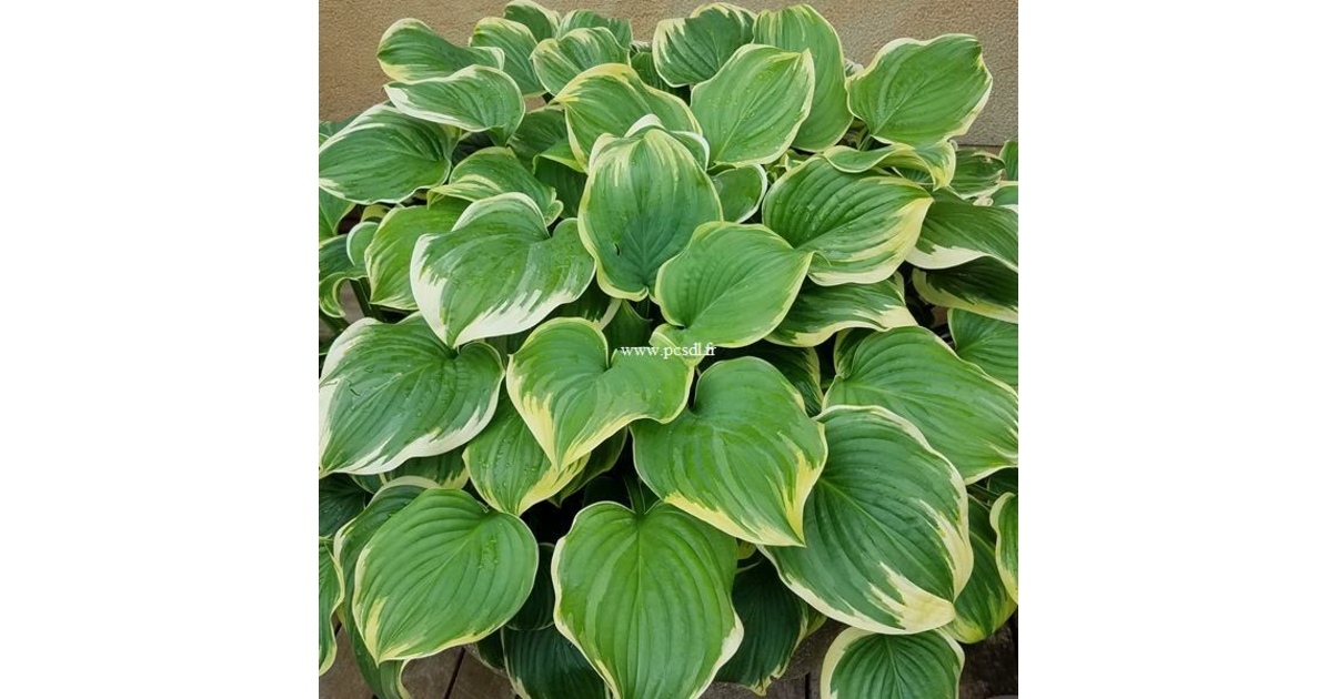 Hosta 'Fragrant Dream' C3L - Toutes les vivaces - Pépinières côte sud ...