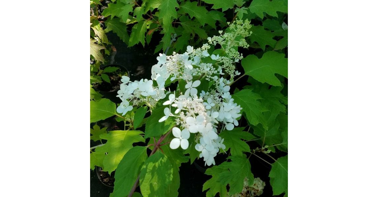 Hydrangea paniculata 'Angel Light' C15L 60/80 - Tous les Hydrangea ...