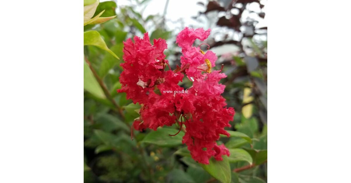 Lagerstroemia indica 'Enduring ® Red' C4L 60/80 - Tous les arbres ...