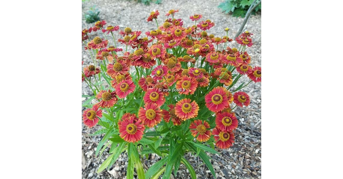 Helenium autumnale 'Ranchera' ® C3L - Toutes les vivaces - Pépinières ...