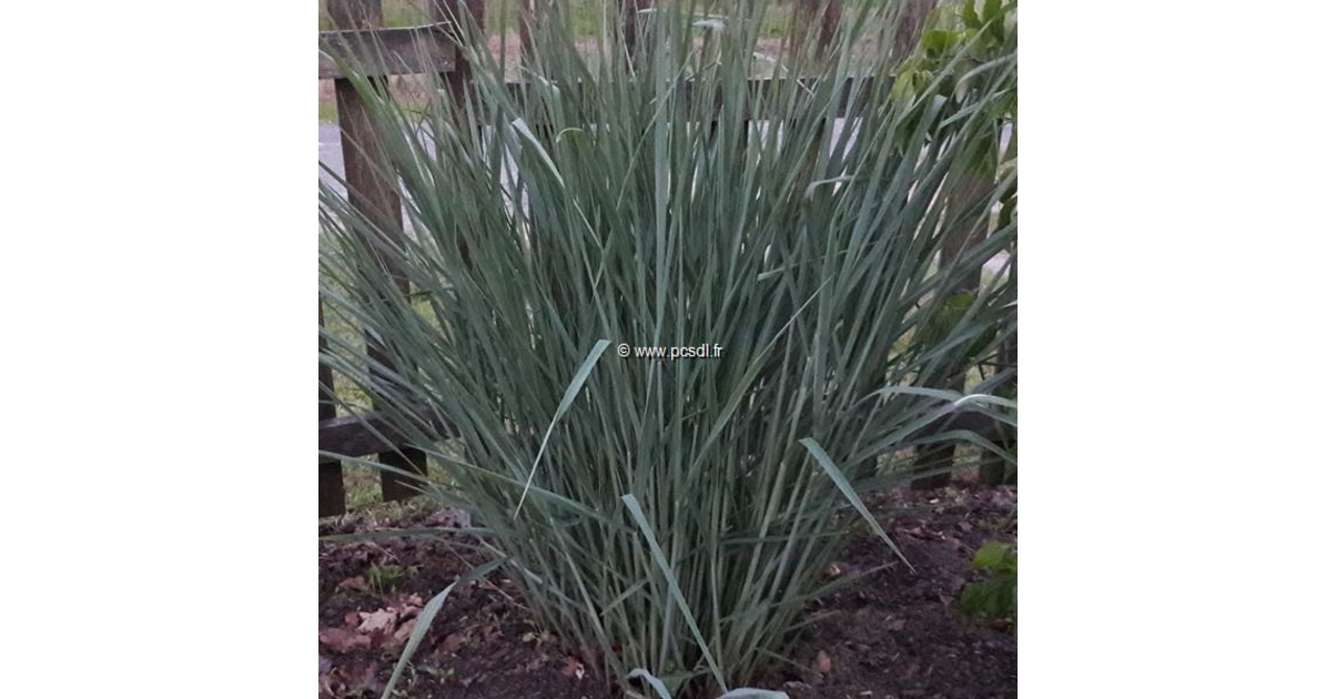 Panicum virgatum 'Blue Tower' C3L - Toutes les vivaces - Pépinières ...