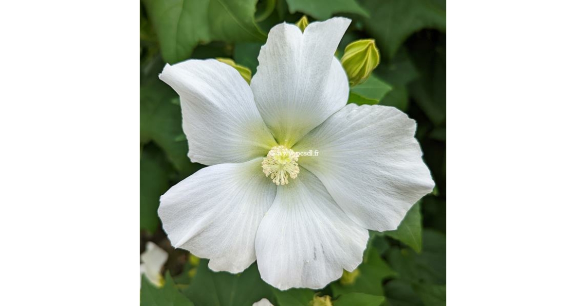 Hibiscus mutabilis 'Alba' C4L 60/80 - Tous les arbustes - Pépinières ...