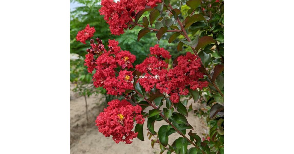 Lagerstroemia indica 'Dynamite' ® - Tous les arbres - Pépinières côte ...